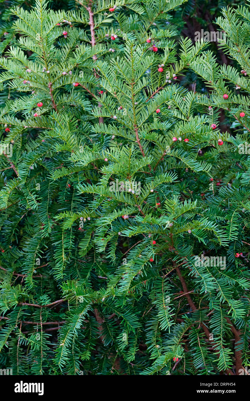 Taxus cone hi-res stock photography and images - Alamy