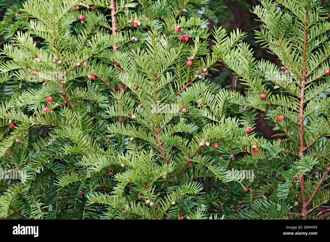 English yew (Taxus baccata Stock Photo - Alamy