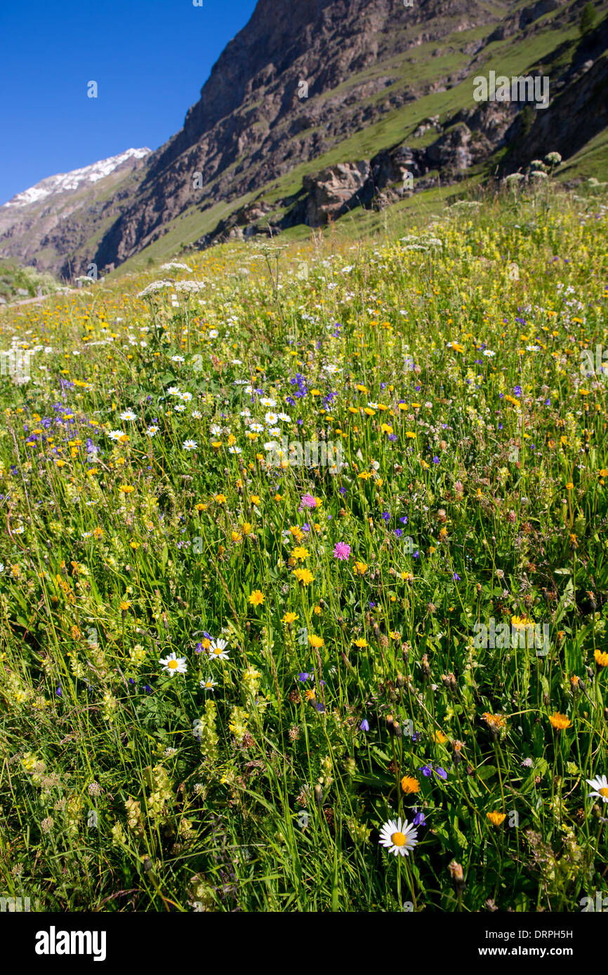 Alpine wildflower meadow in the Swiss Alps below the Matterhorn near ...