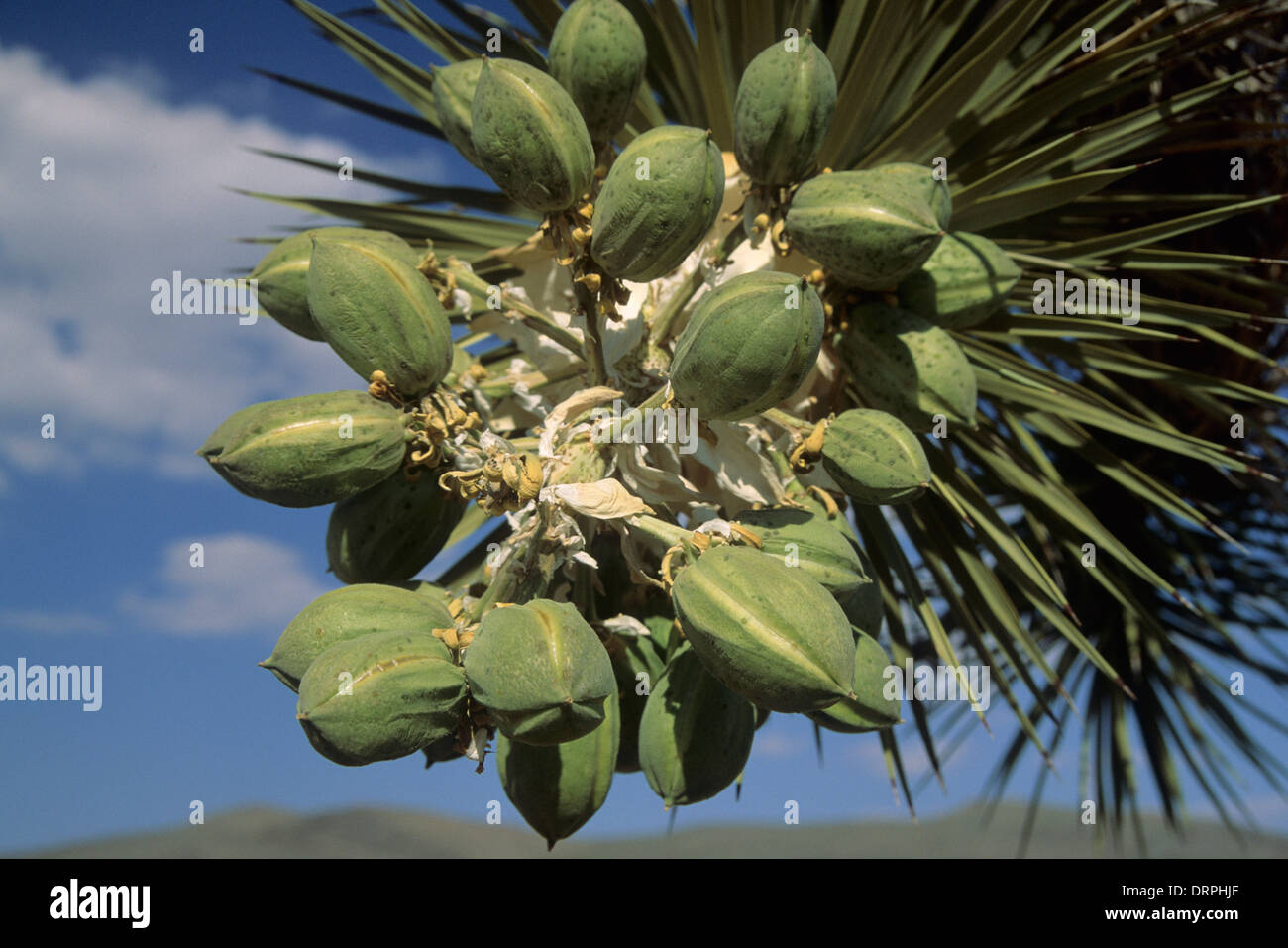 Yucca fruit hi-res stock photography and images - Alamy