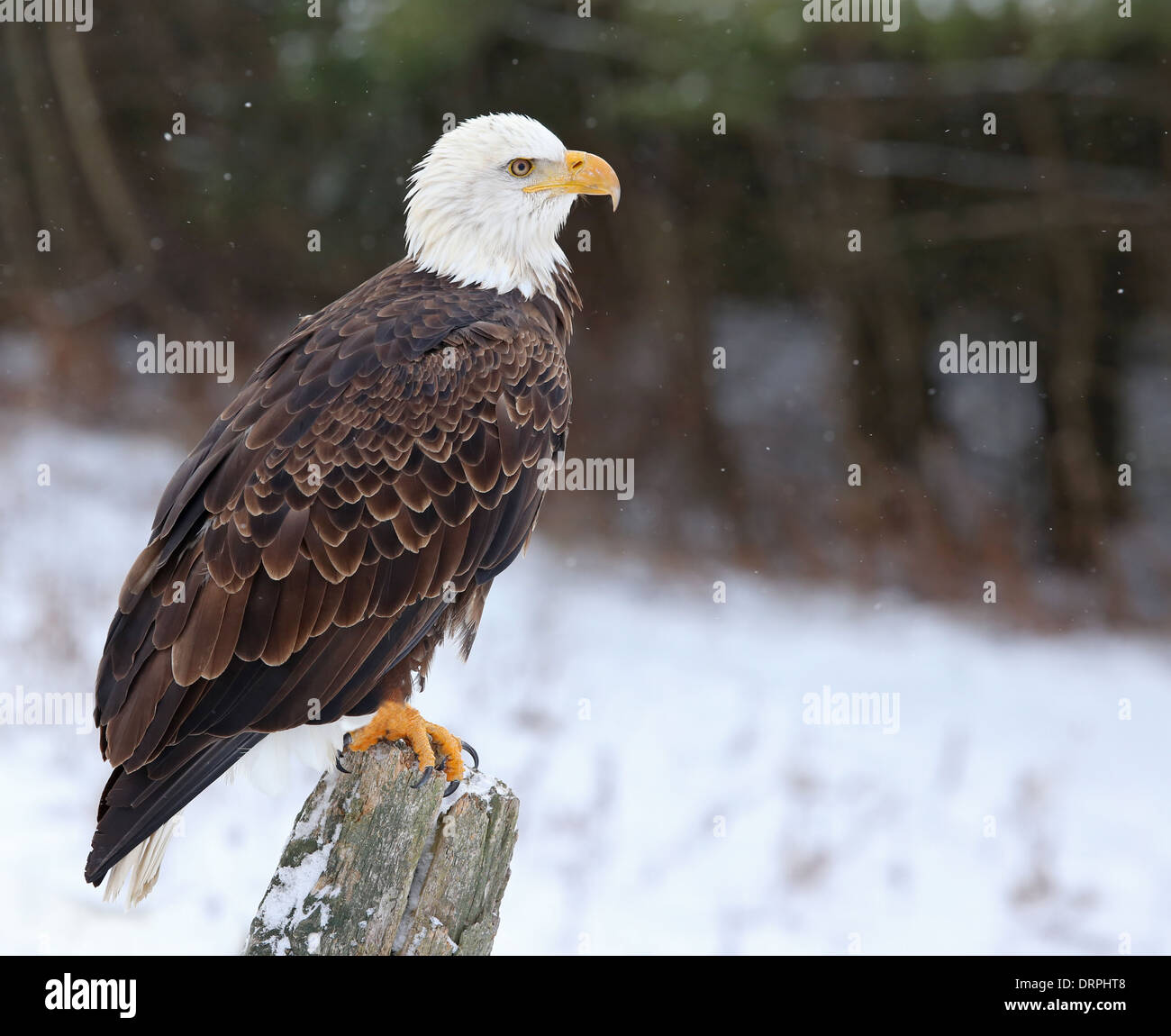 Proud Bald Eagle Stock Photo - Alamy