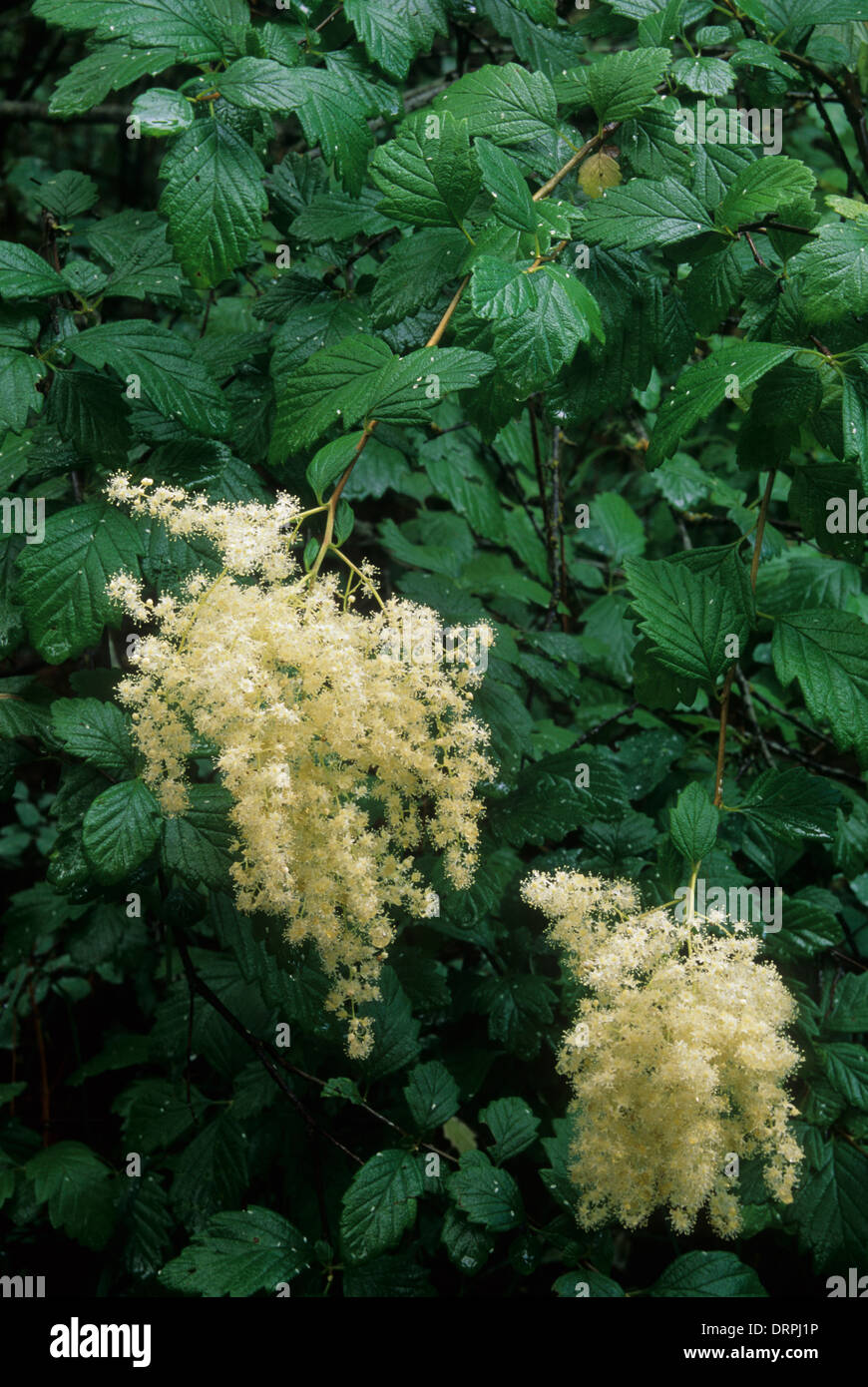 Oceanspray, Minam State Park, Oregon Stock Photo - Alamy