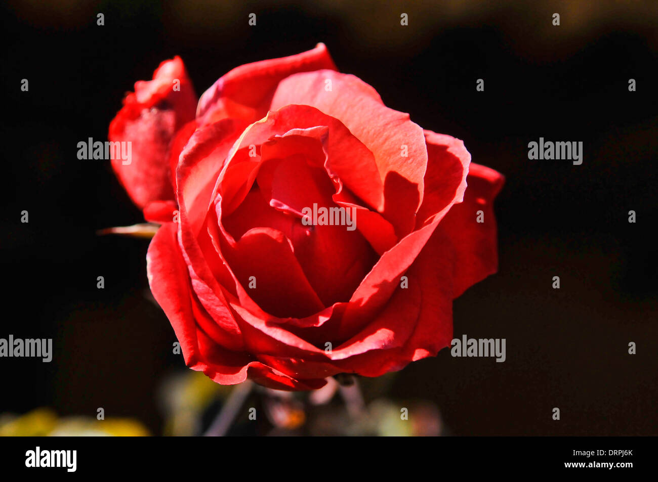 Flower of nepal hi-res stock photography and images - Alamy