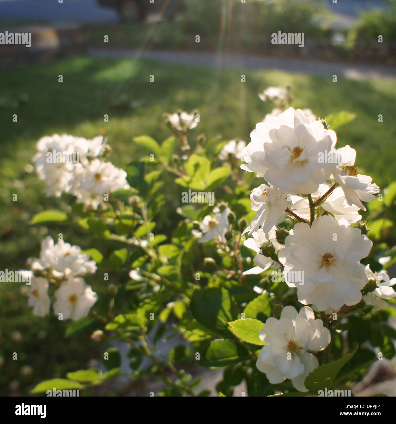 White wild roses hi-res stock photography and images - Alamy