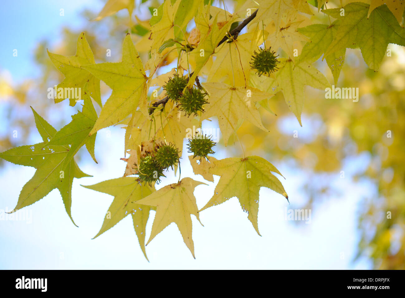 Sweetgum seeds hi-res stock photography and images - Alamy