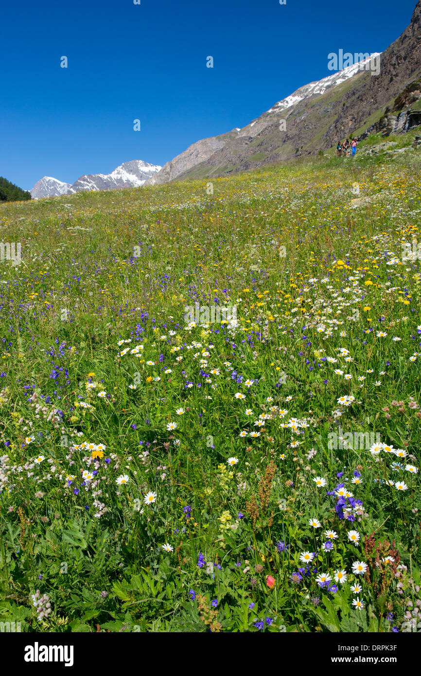 Flower Meadow Flowers Alps Alpine Wildflower High Resolution Stock ...