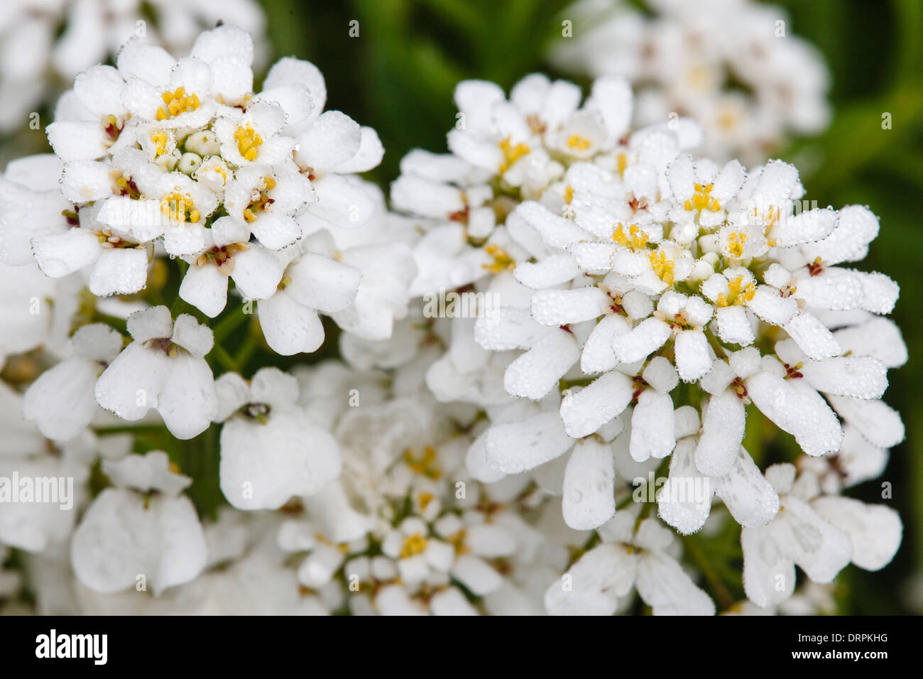 Iberis amara hi-res stock photography and images - Alamy