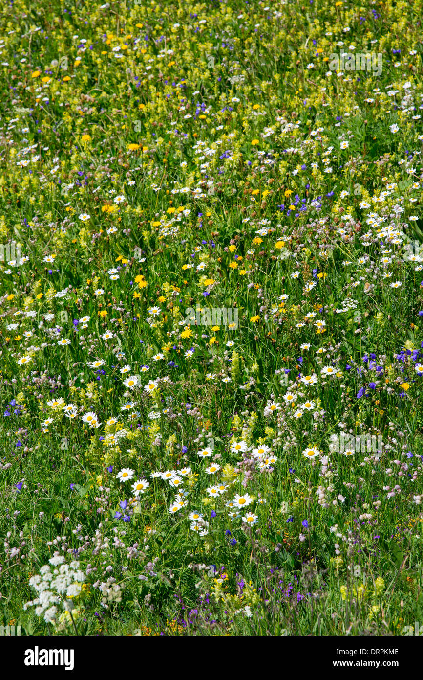 Flower Meadow Flowers Alps Alpine Wildflower High Resolution Stock ...