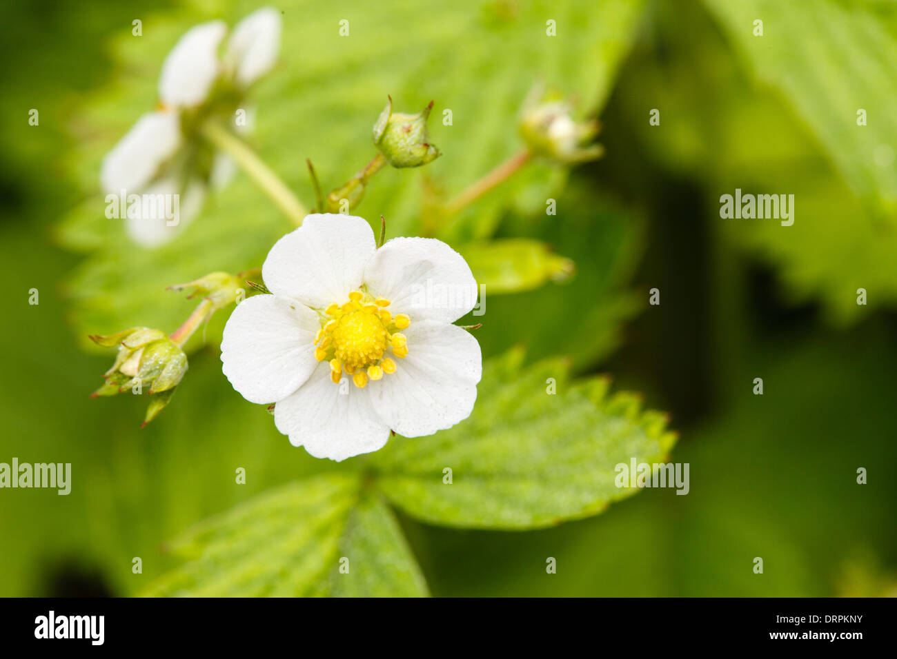 Strawberry flowering hi-res stock photography and images - Alamy