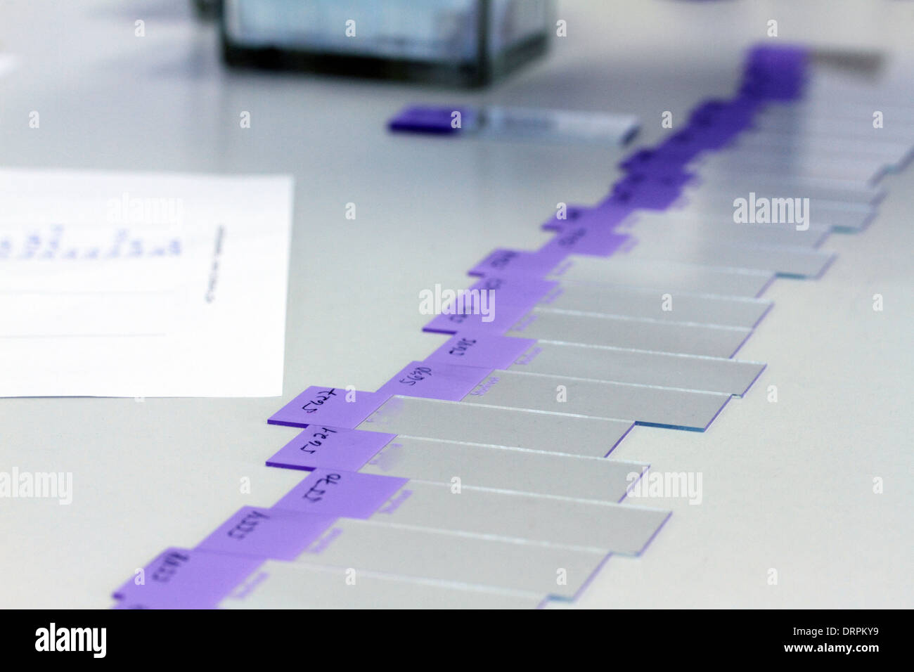 controlling the samples in a histology or pathology labor Stock Photo ...