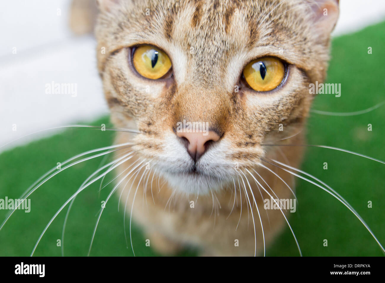 Looking to the lens hi-res stock photography and images - Alamy