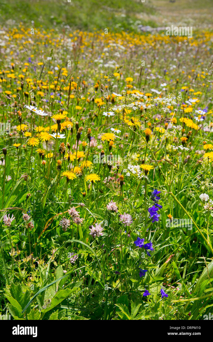 Alpine wildflower meadow in the Swiss Alps below the Matterhorn near ...