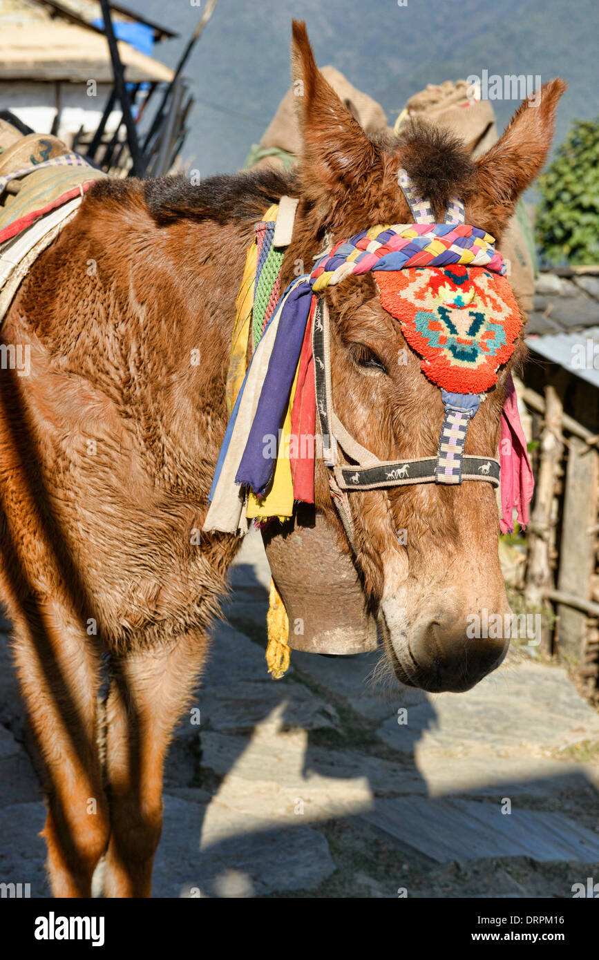 pack horse on the trail in Ghandruk village in the Annapurna region of ...