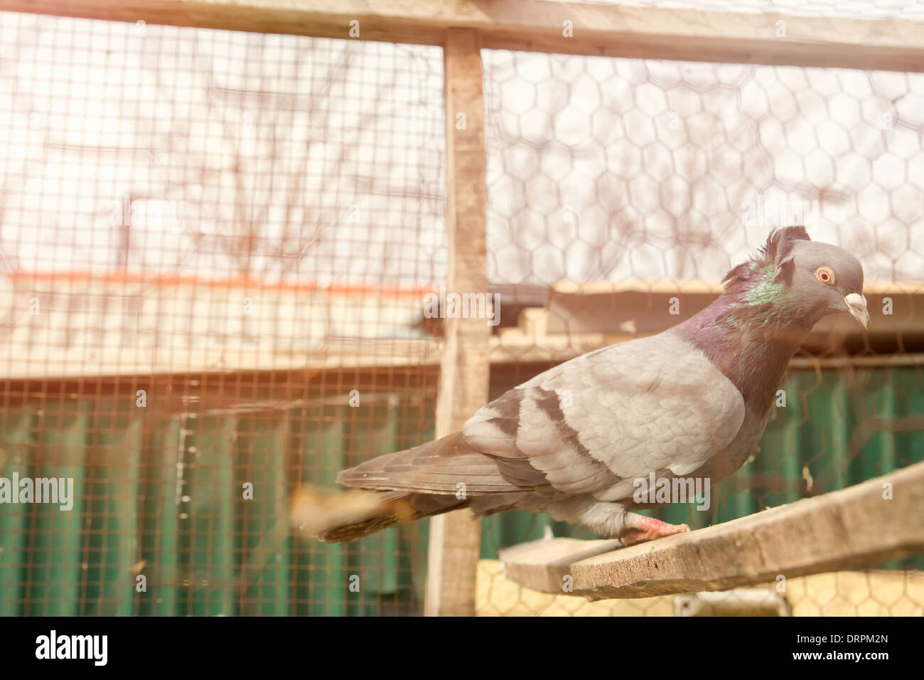 pretty dove in a wood metal cage Stock Photo - Alamy