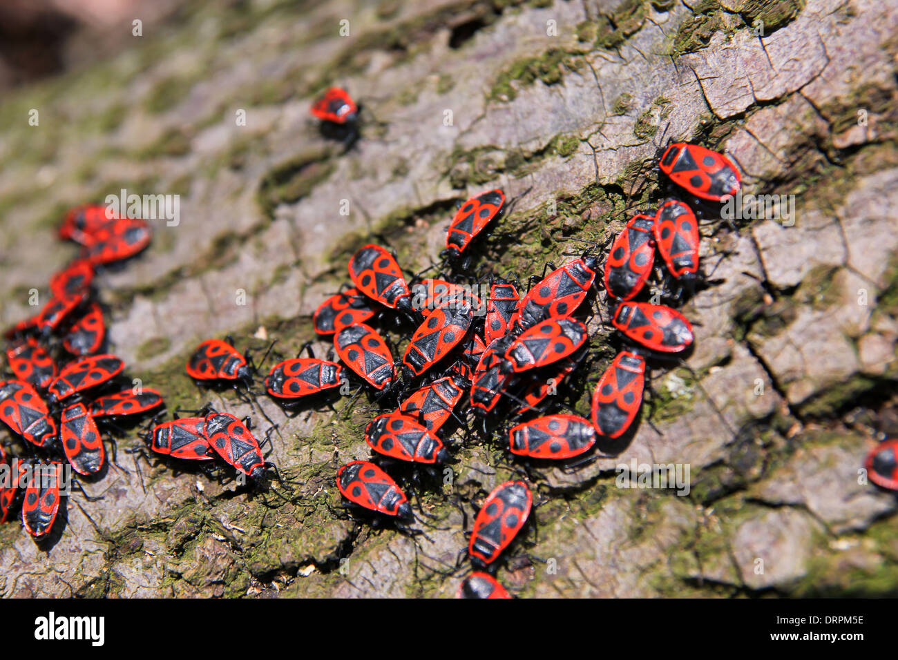 Fall beetles hi-res stock photography and images - Alamy