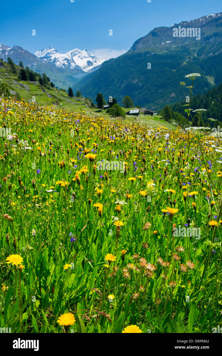 Flower Meadow Flowers Alps Alpine Wildflower High Resolution Stock ...