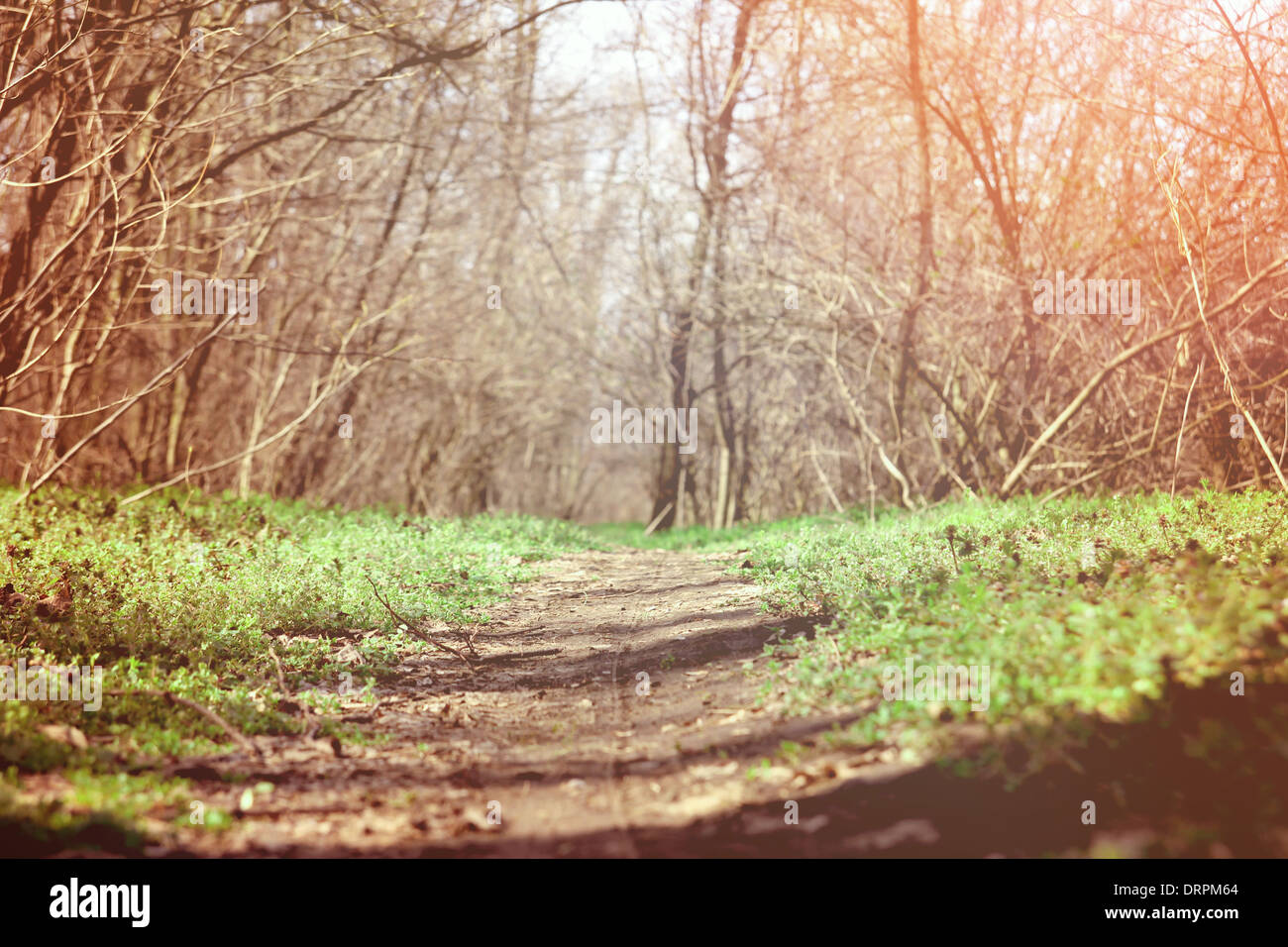 vintage old forest path with green grass around Stock Photo - Alamy