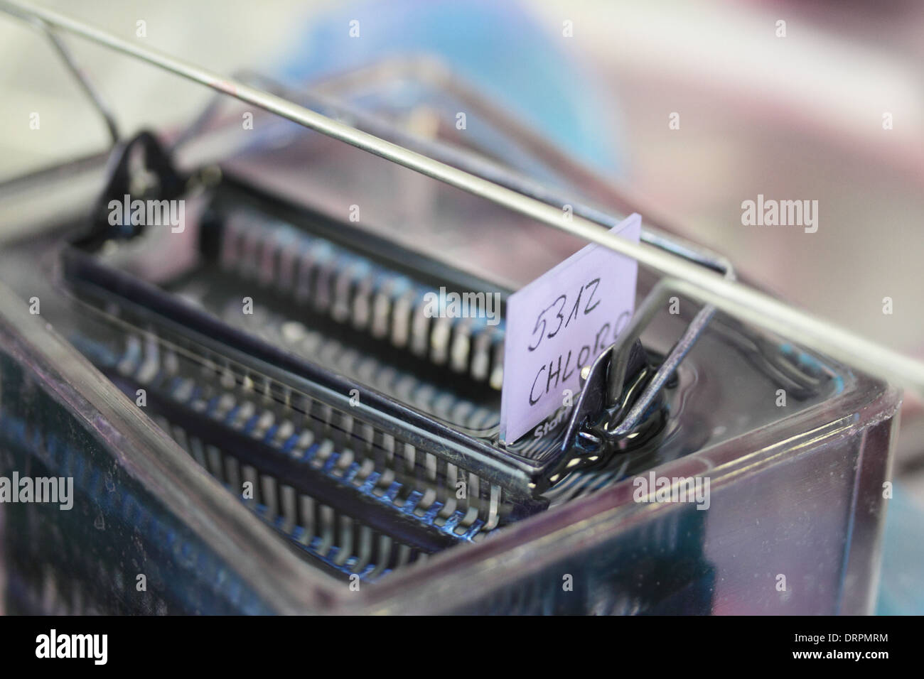 Histology Slides High Resolution Stock Photography and Images - Alamy