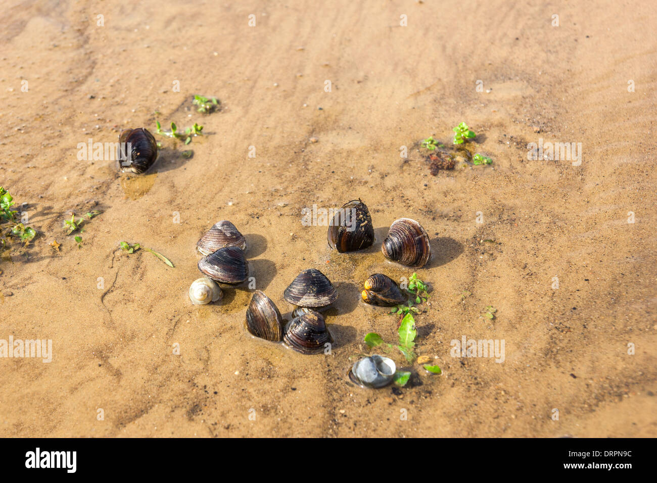River shells hi-res stock photography and images - Alamy
