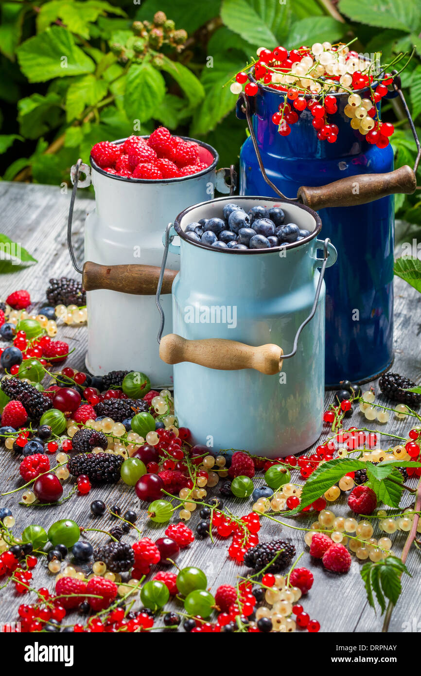Freshly collecting wild berry fruits Stock Photo - Alamy