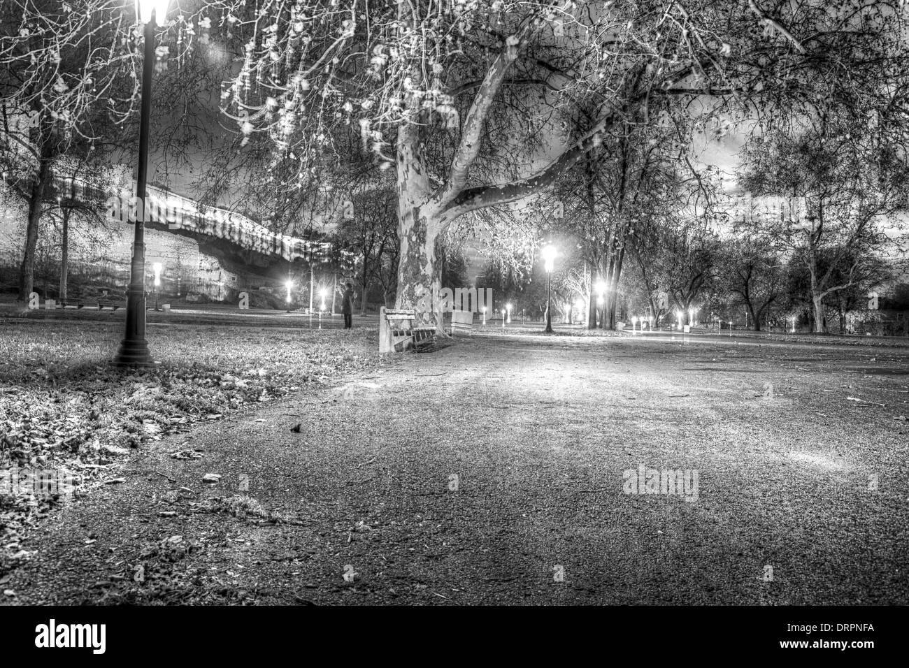 Old tree near stone Black and White Stock Photos & Images - Alamy