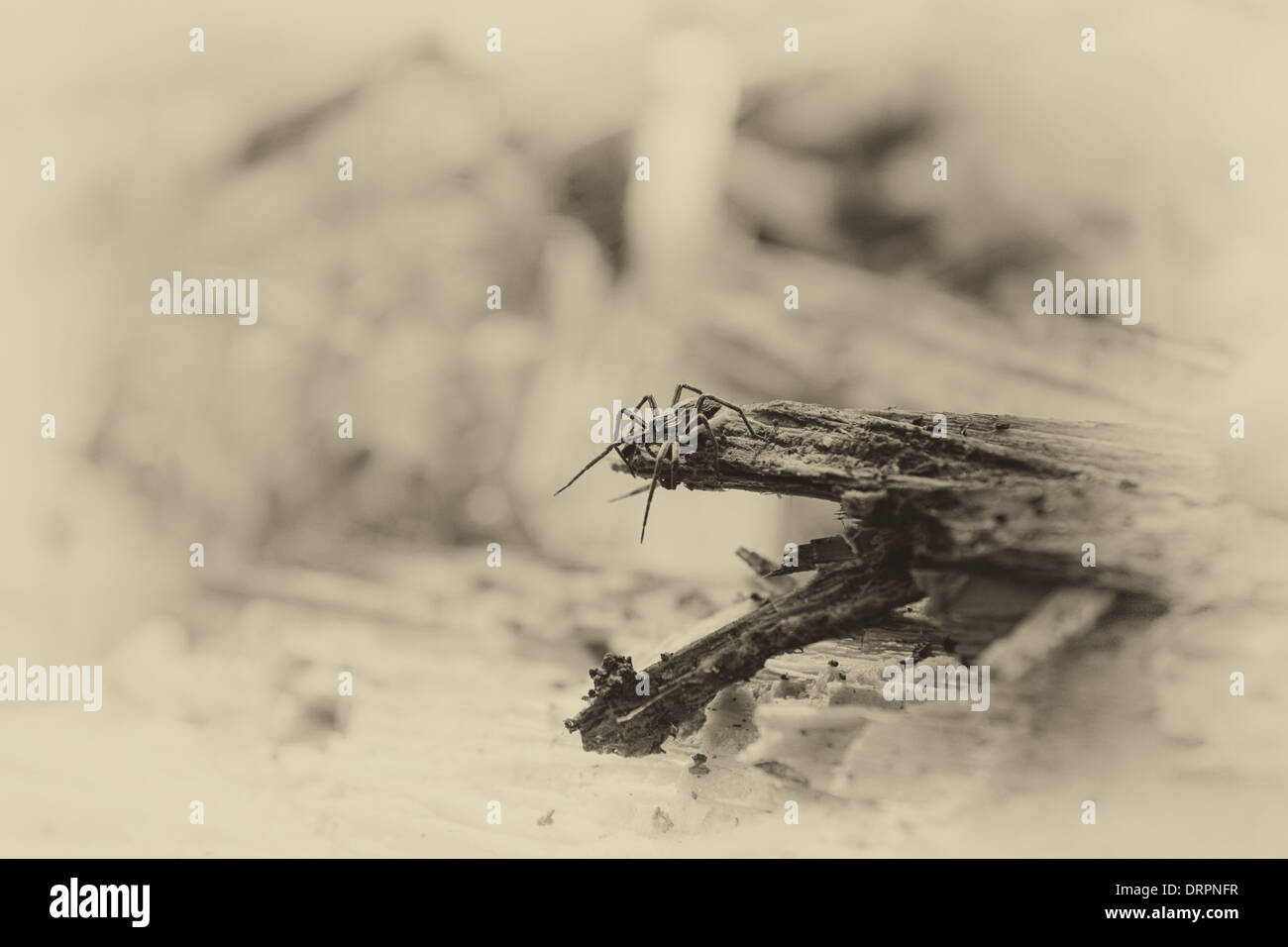 Large spider web in tree hi-res stock photography and images - Alamy