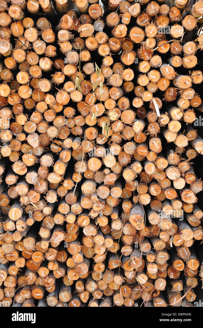 Section of the circular timber Stock Photo - Alamy