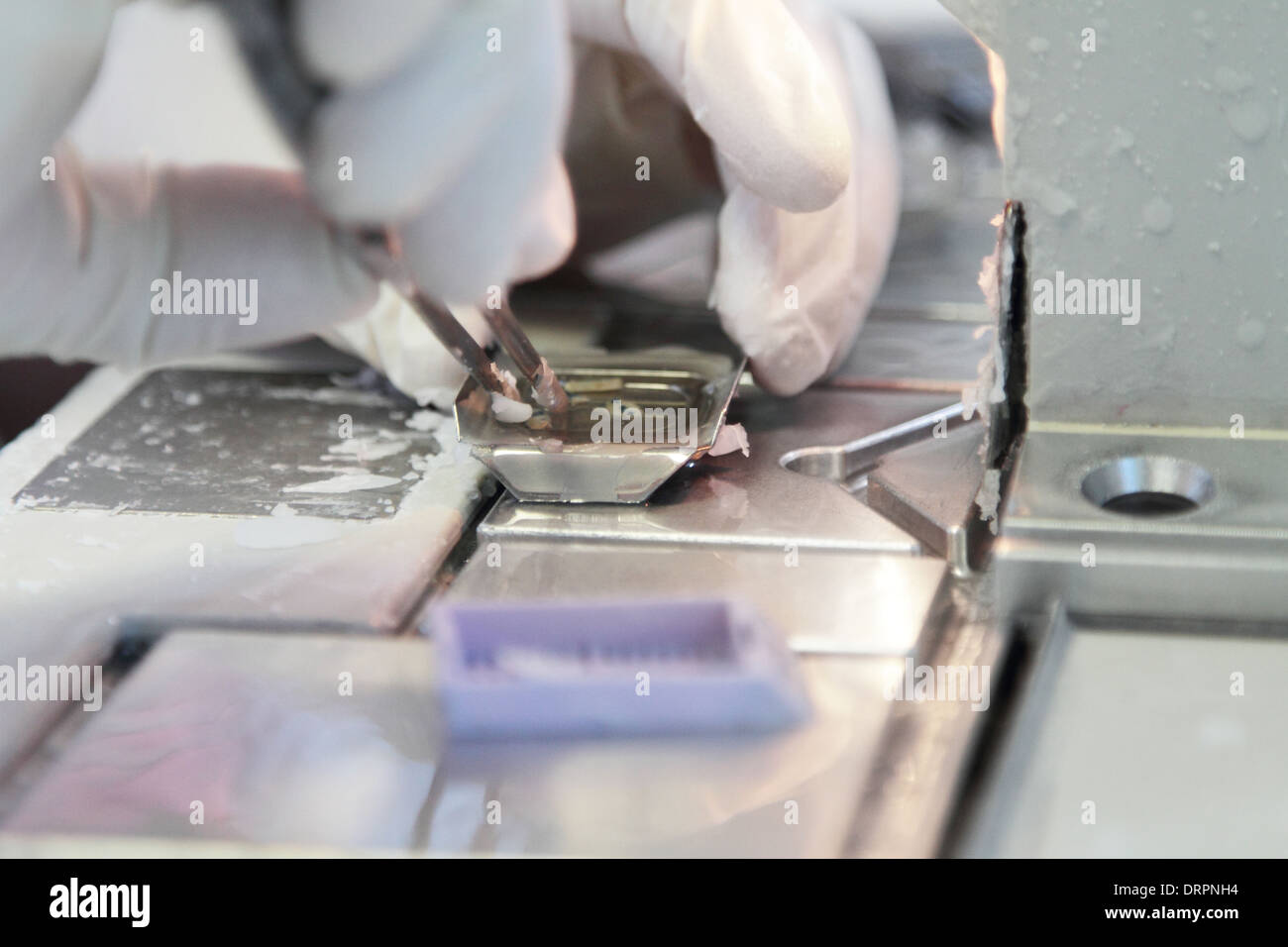 histology samples preparing in a pathology labor Stock Photo - Alamy