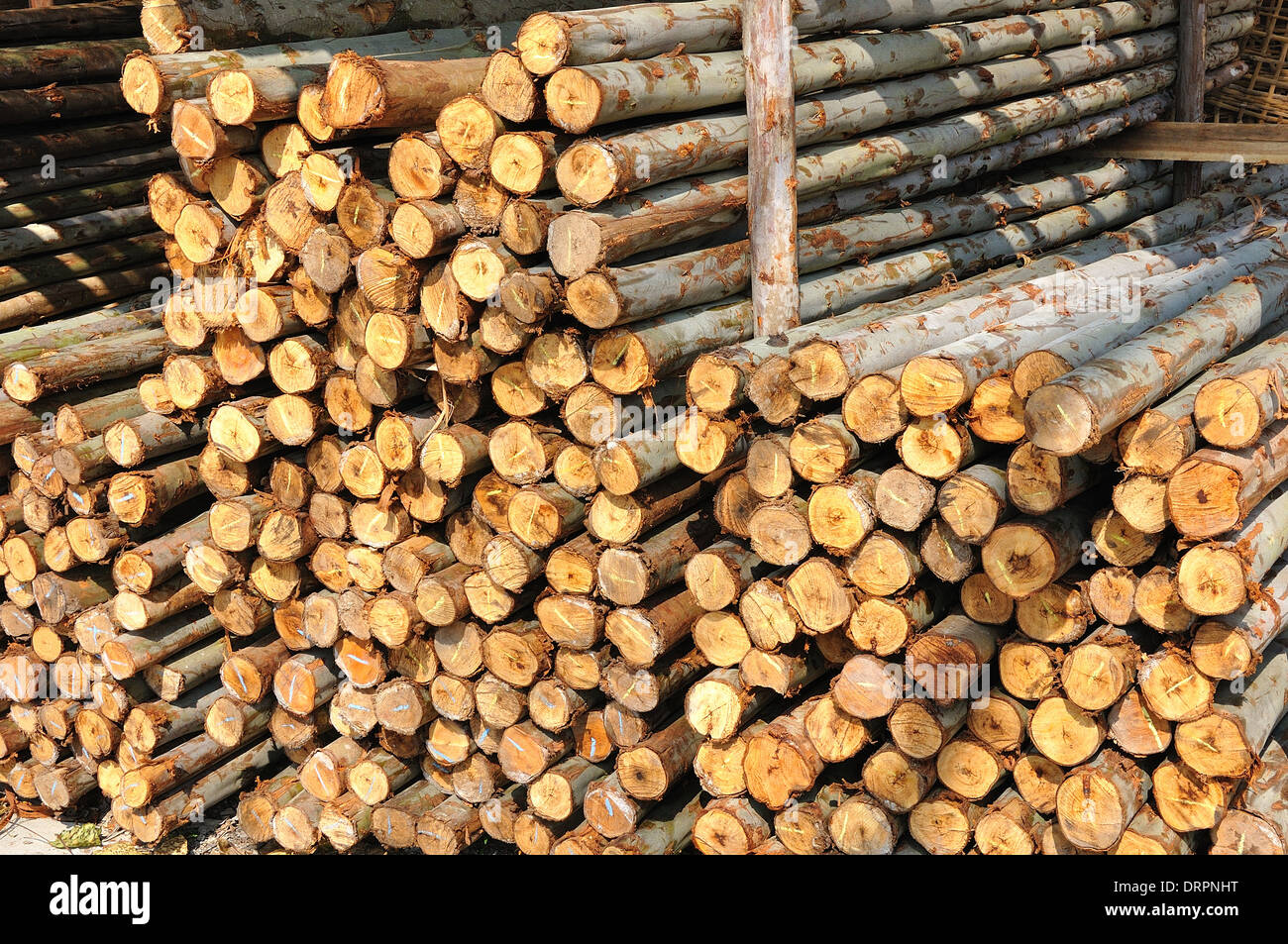 Section of the circular timber Stock Photo - Alamy