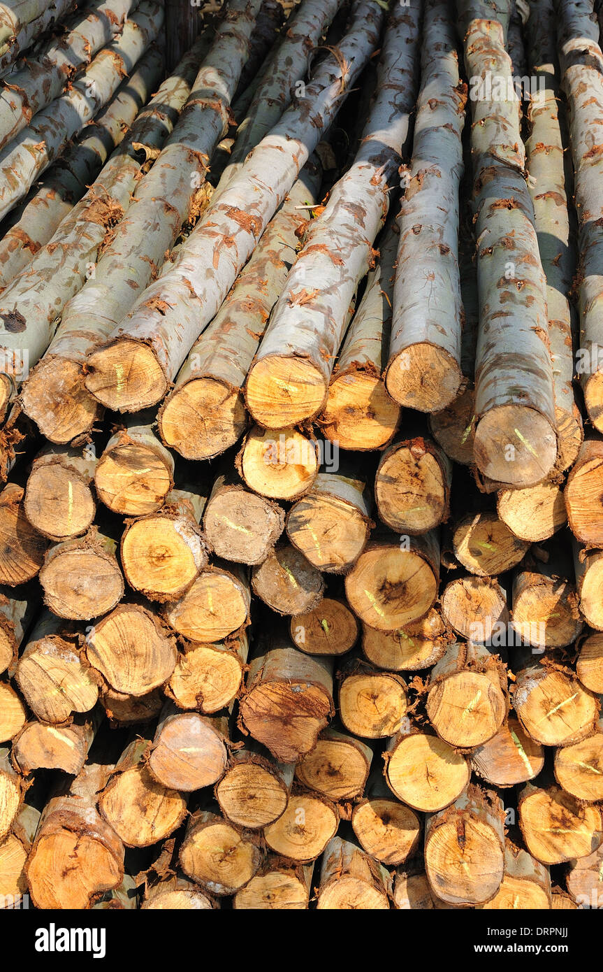Section of the circular timber Stock Photo - Alamy