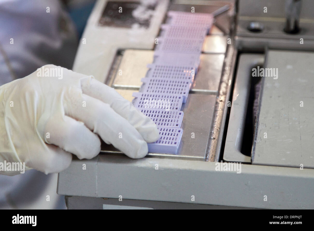 histology samples preparing in a pathology labor Stock Photo - Alamy