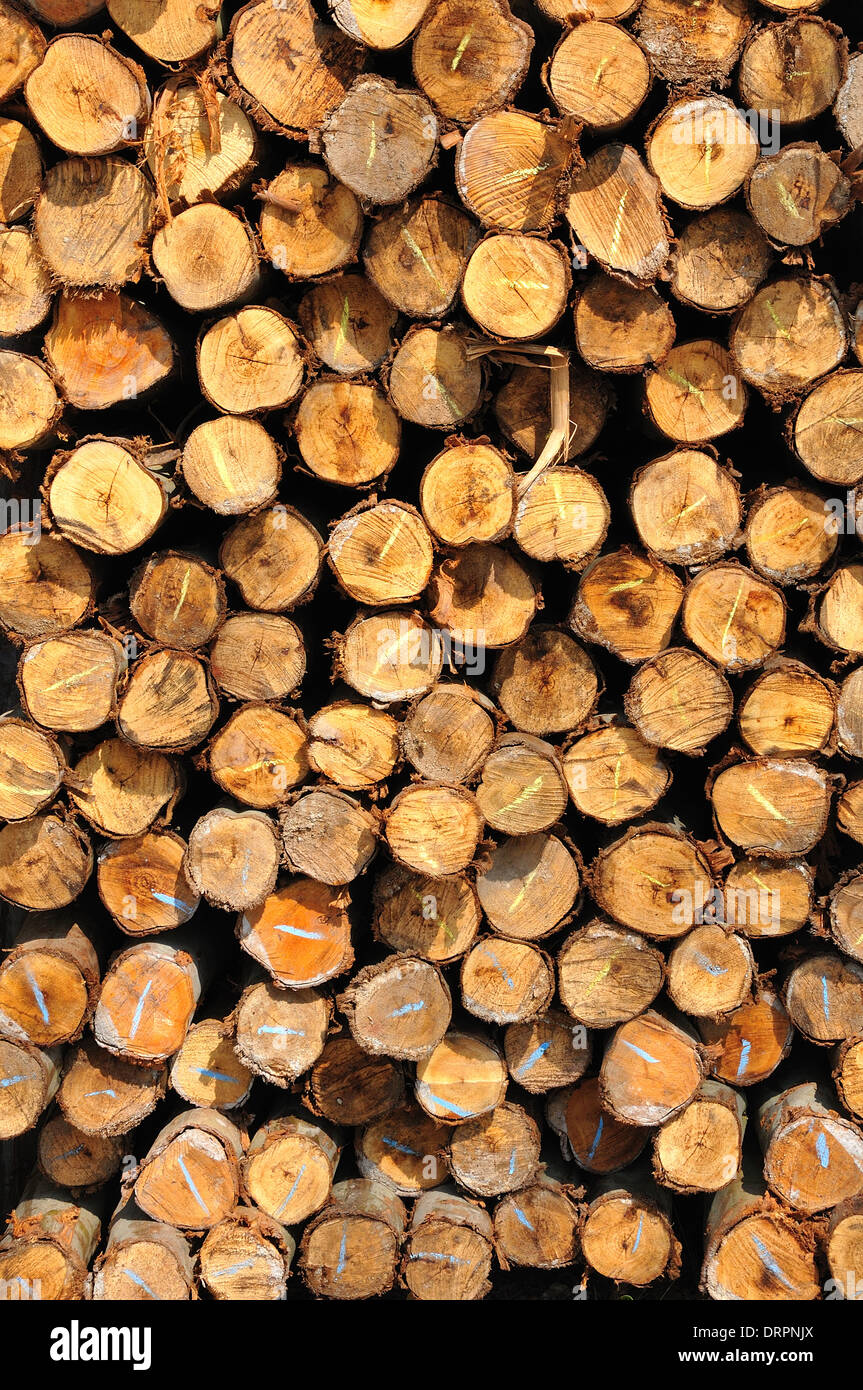 Section of the circular timber Stock Photo - Alamy