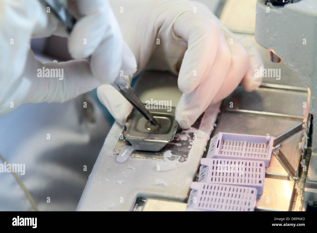 histology samples preparing in a pathology labor Stock Photo - Alamy