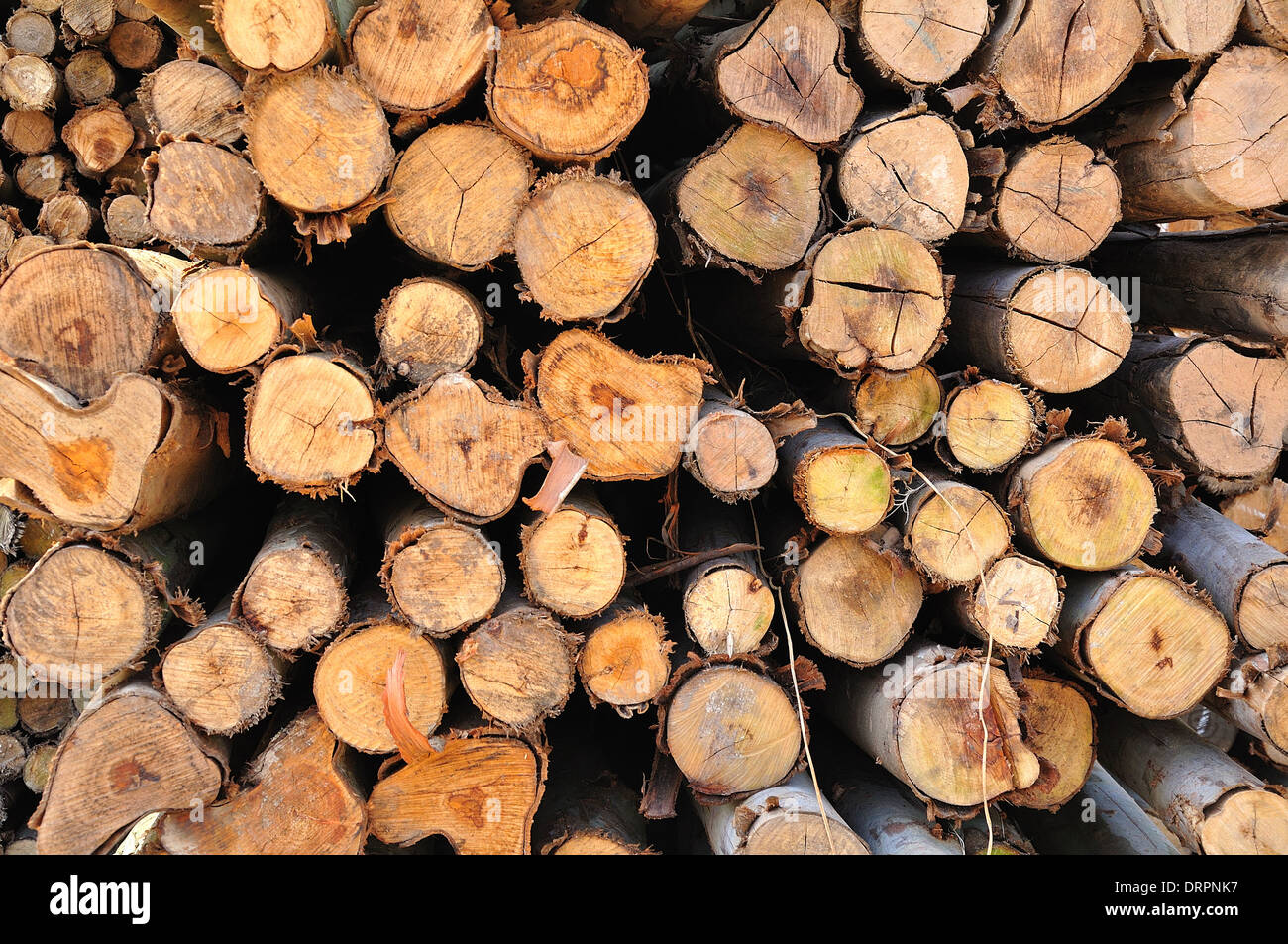 Section of the circular timber Stock Photo - Alamy