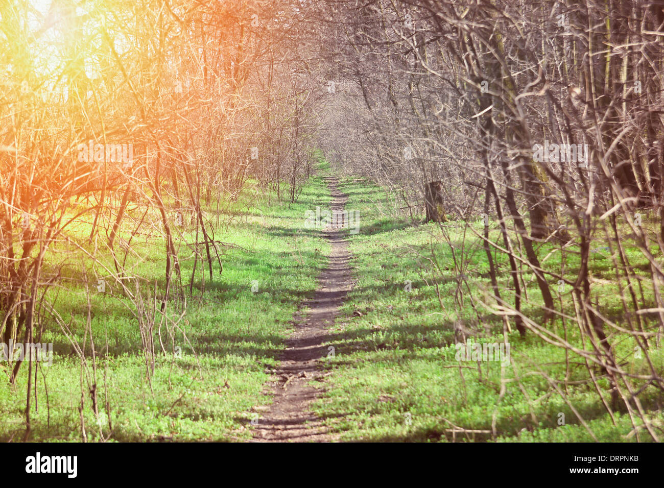 vintage old path deep in the forest Stock Photo - Alamy