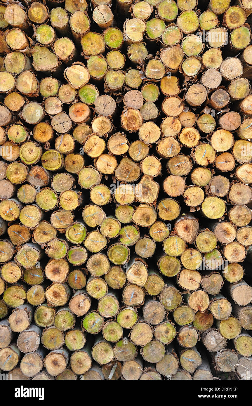 Section of the circular timber Stock Photo - Alamy