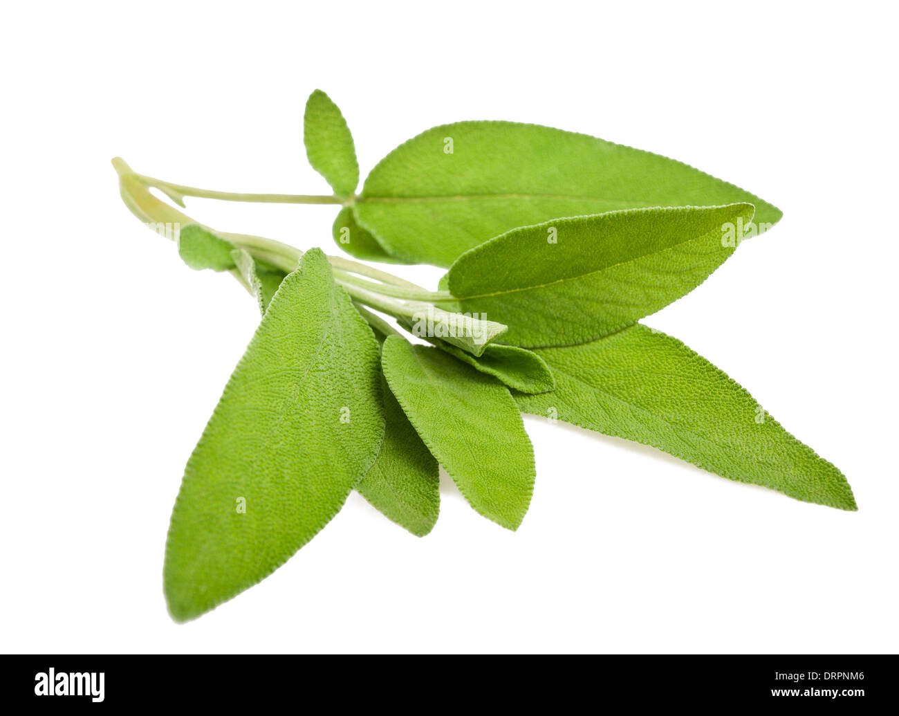 Sprig Fresh Sage Herb High Resolution Stock Photography and Images - Alamy