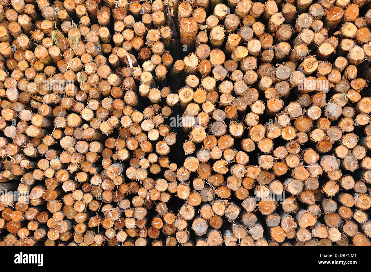 Section of the circular timber Stock Photo - Alamy