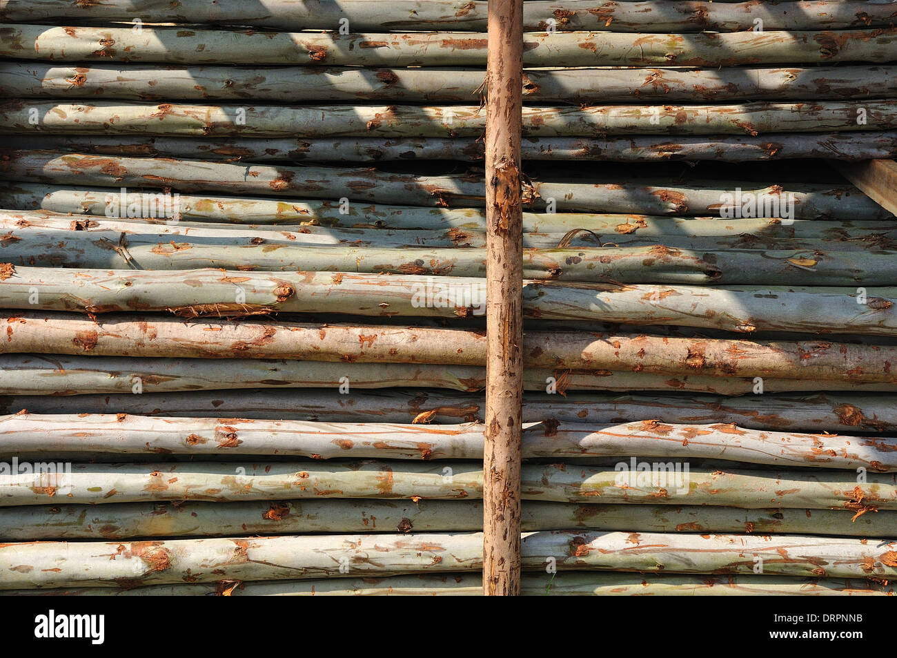 Stack of tree Stock Photo - Alamy