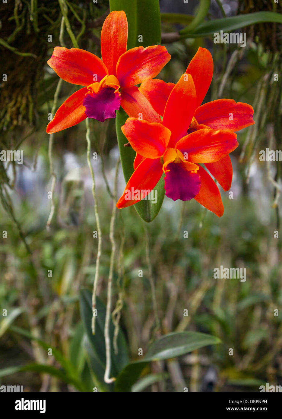 Orange Dendrobium Orchids