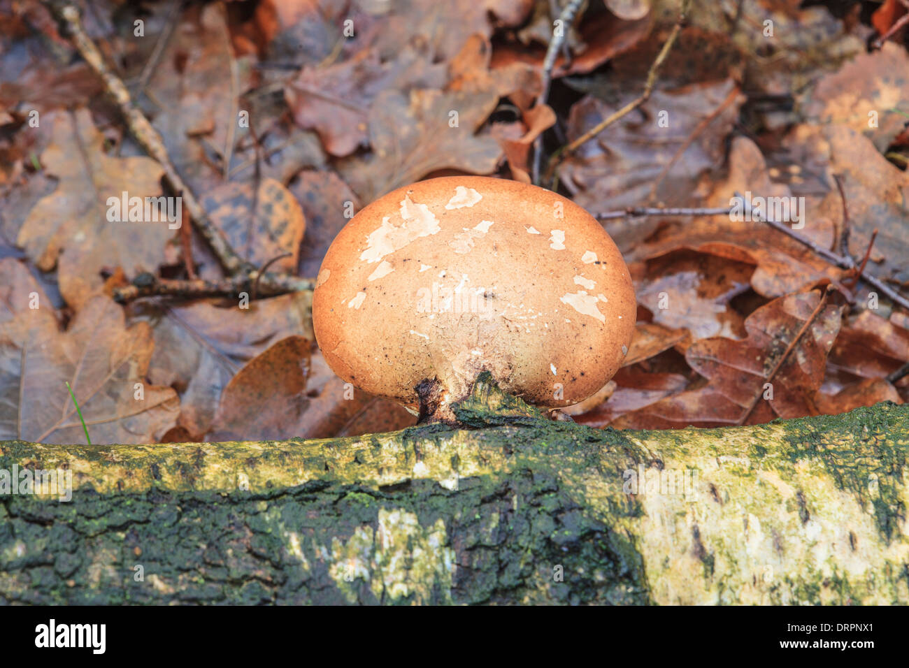 Birken pilze hi-res stock photography and images - Alamy