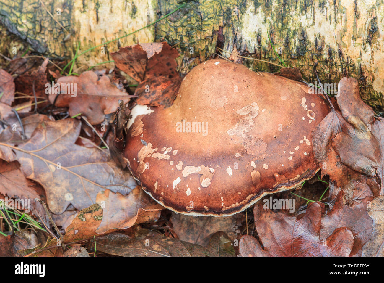 Birken pilze hi-res stock photography and images - Alamy