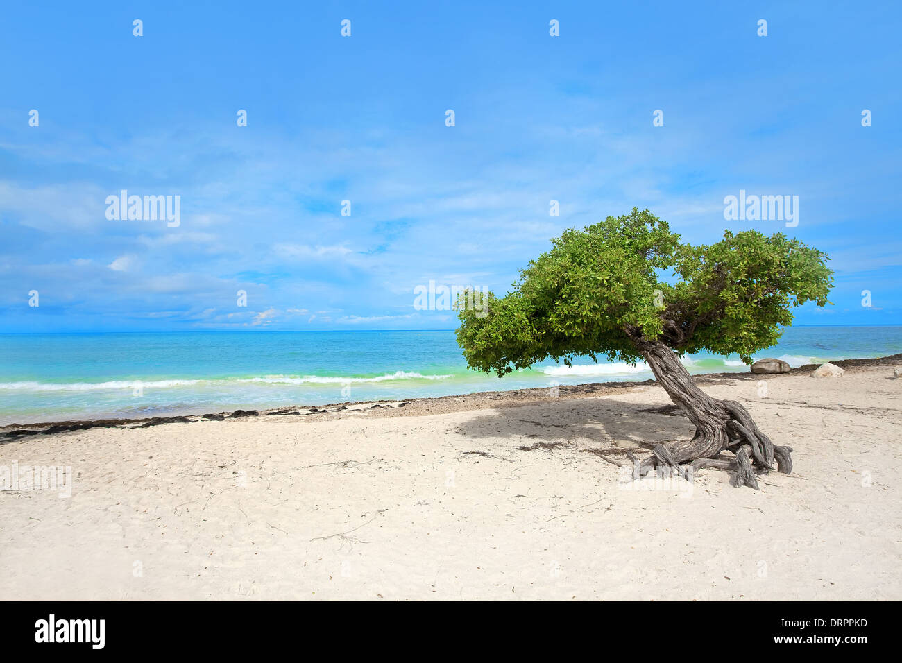 Divi divi tree aruba hi-res stock photography and images - Alamy