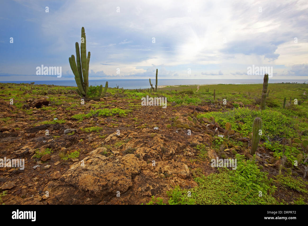 Flora aruba hi-res stock photography and images - Alamy