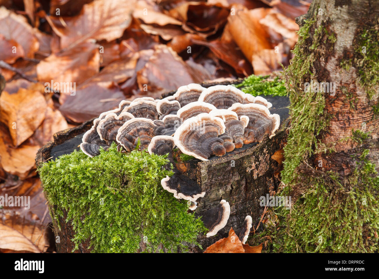 Trametes mushroom on green hi-res stock photography and images - Alamy