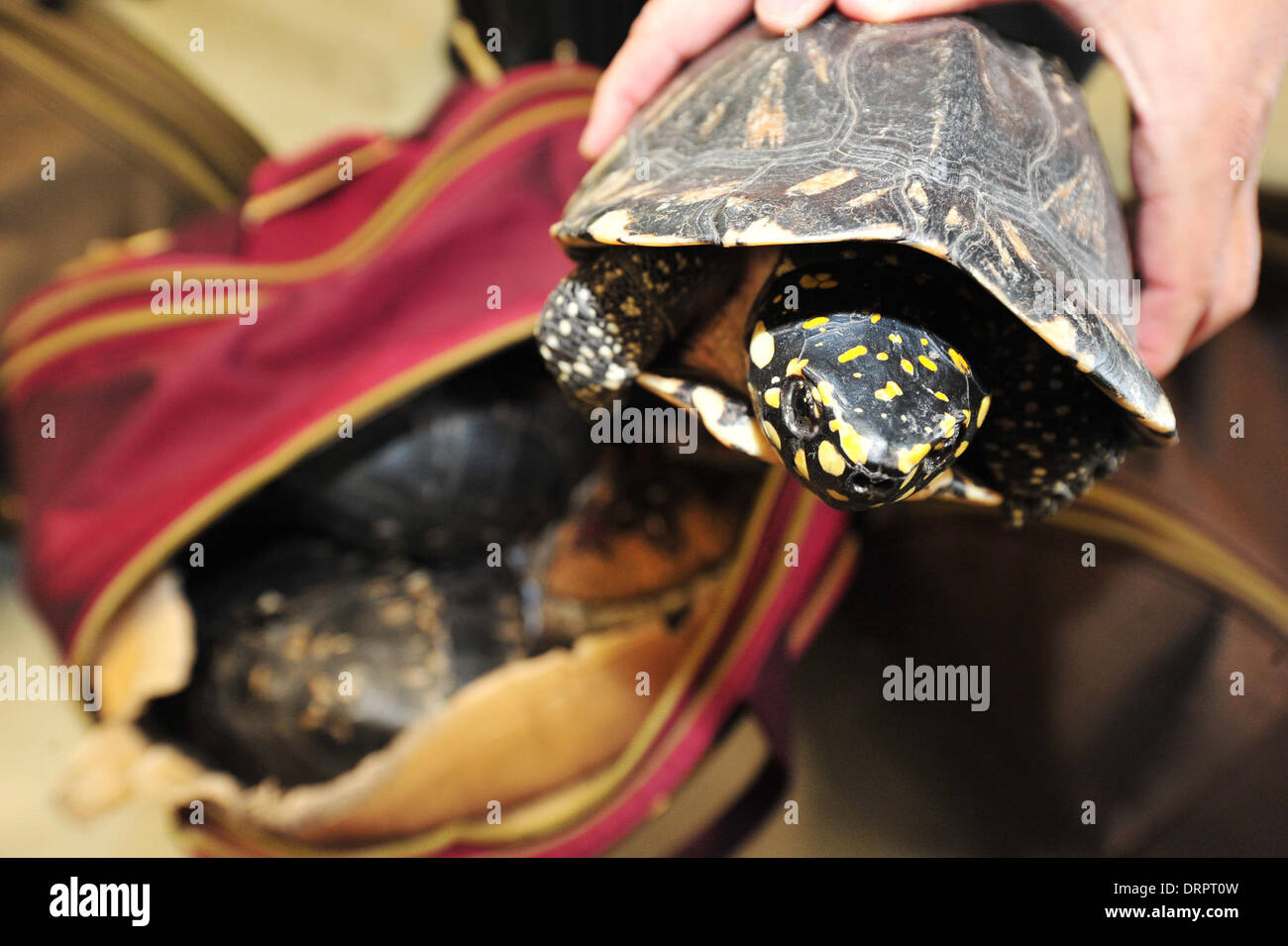 Thai Turtles High Resolution Stock Photography and Images - Alamy