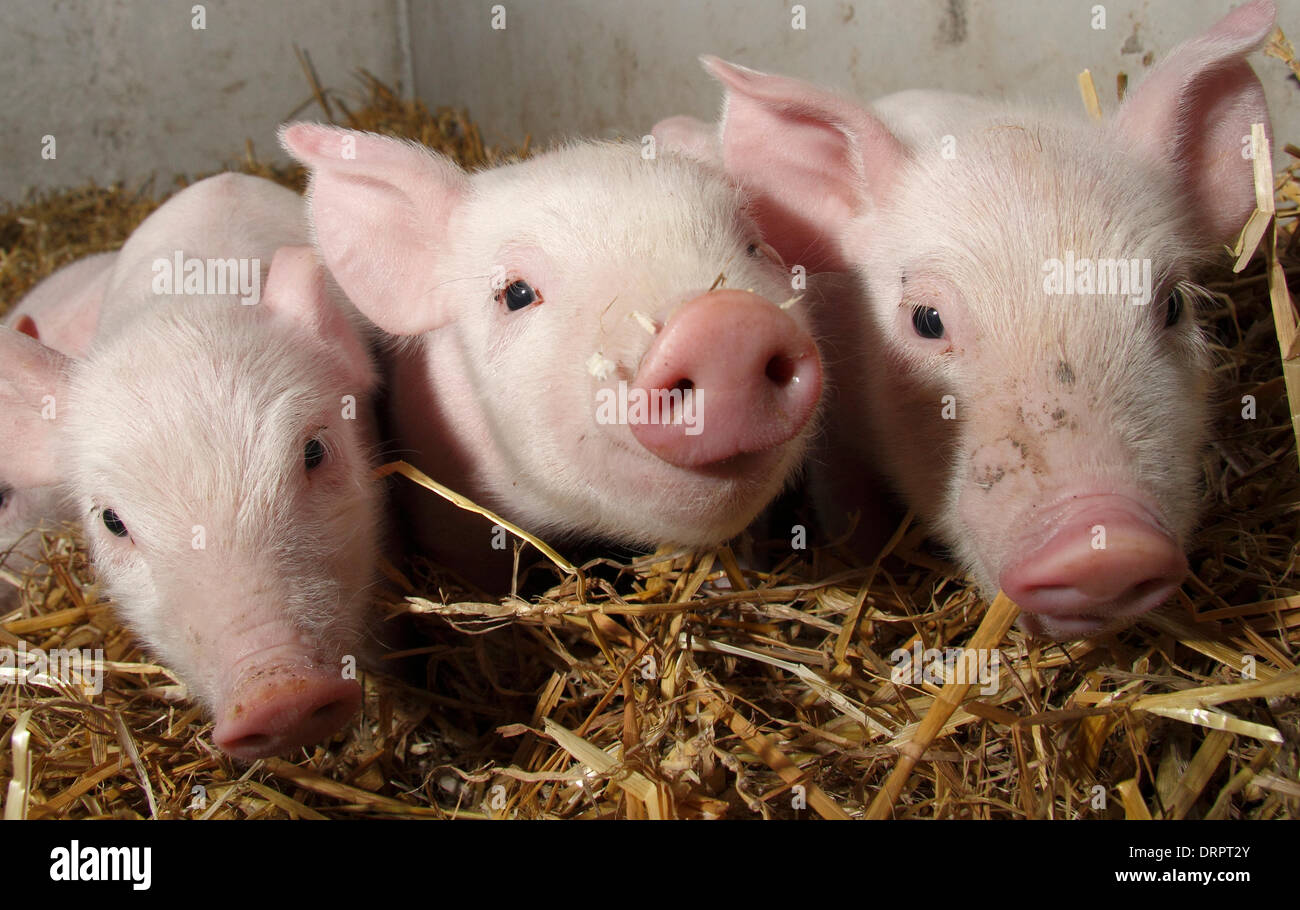 Piglets in a cosy pen at Cannon Hall Farm, South Yorkshire, UK Stock ...