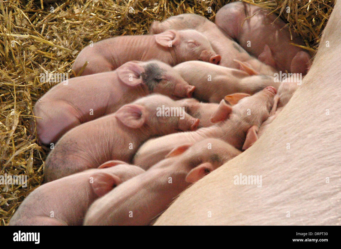 Piglets feed in a cosy pen at Cannon Hall Farm, South Yorkshire, UK ...