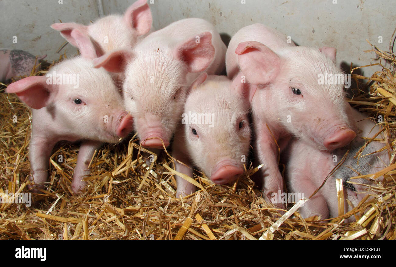 Piglets in a cosy pen at Cannon Hall Farm, South Yorkshire, UK Stock ...
