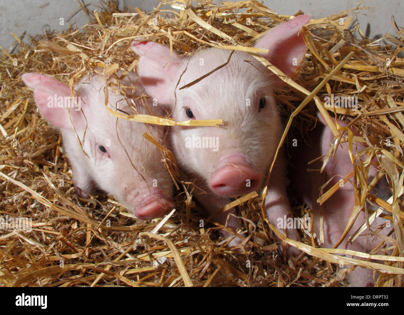 Piglets cute hi-res stock photography and images - Alamy